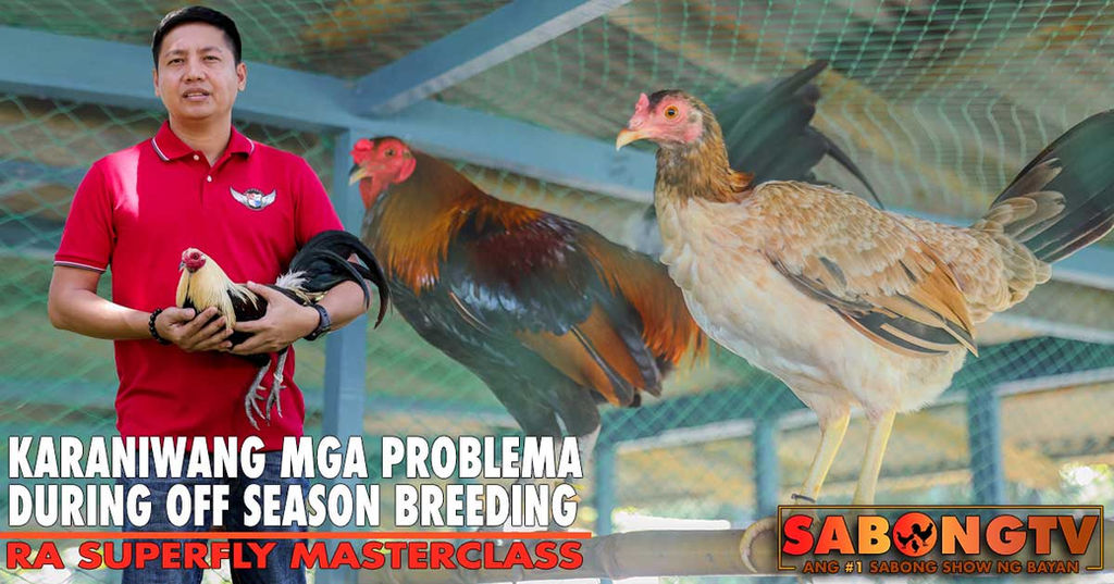Episode previews of sabong, cockfighting and gamefowls | SabongTV
