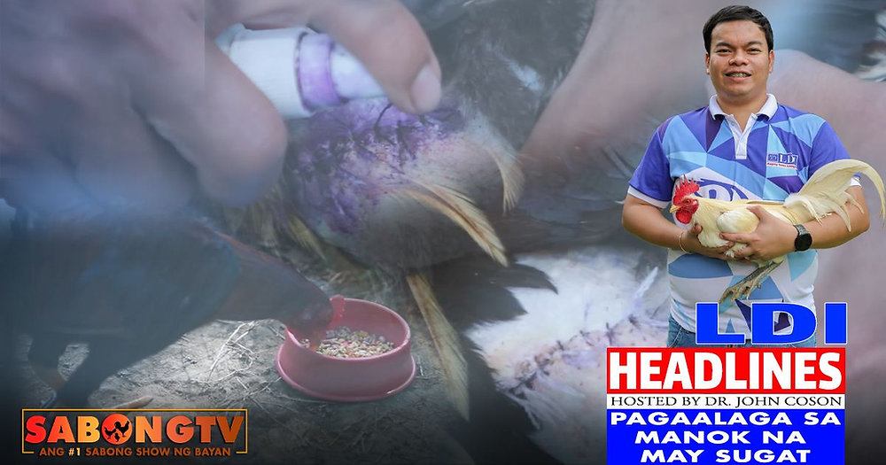 Pag-Alaga sa Manok na May Sugat ang LDI Headlines | SabongTV