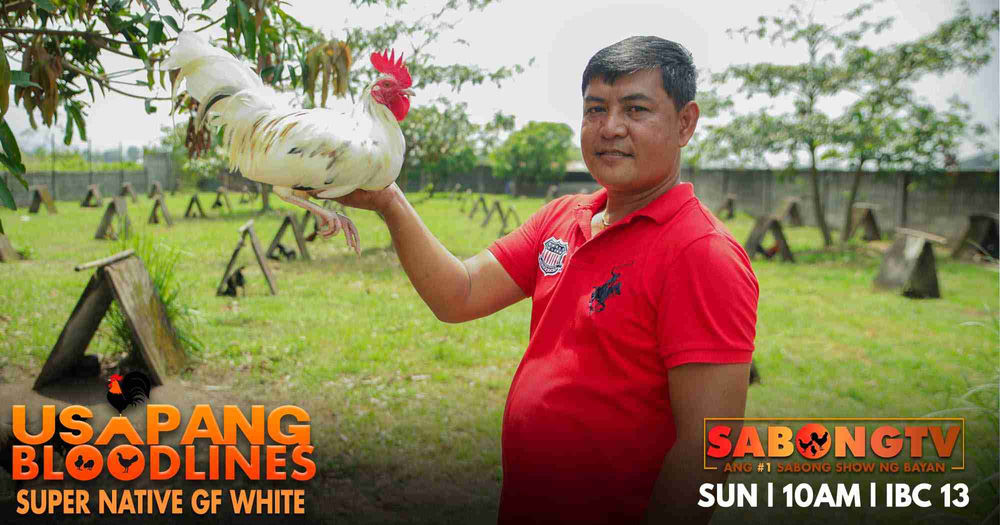 Mga Secret Whites ng Super Native Gamefarm sa Usapang Bloodlines | SabongTV
