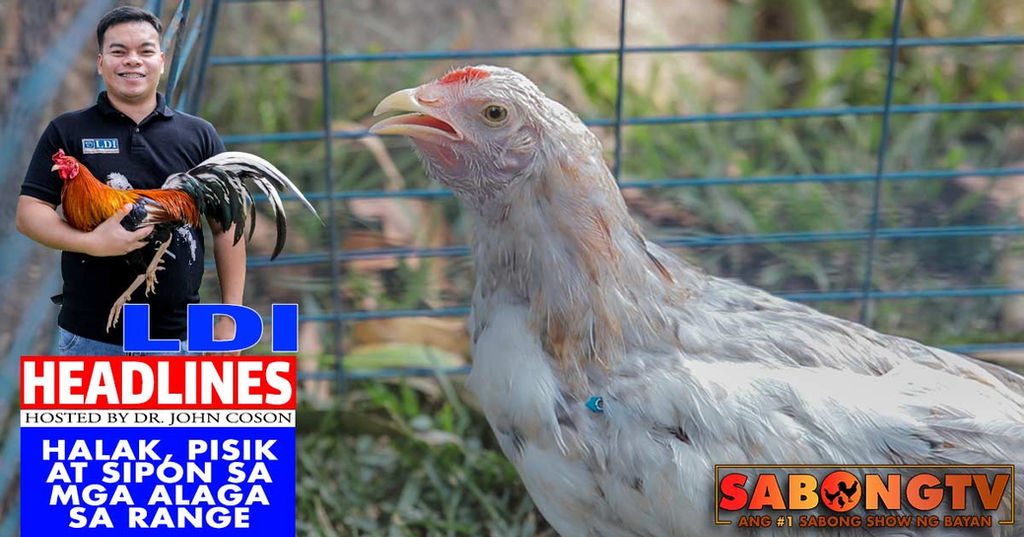 Episode previews of sabong, cockfighting and gamefowls | SabongTV