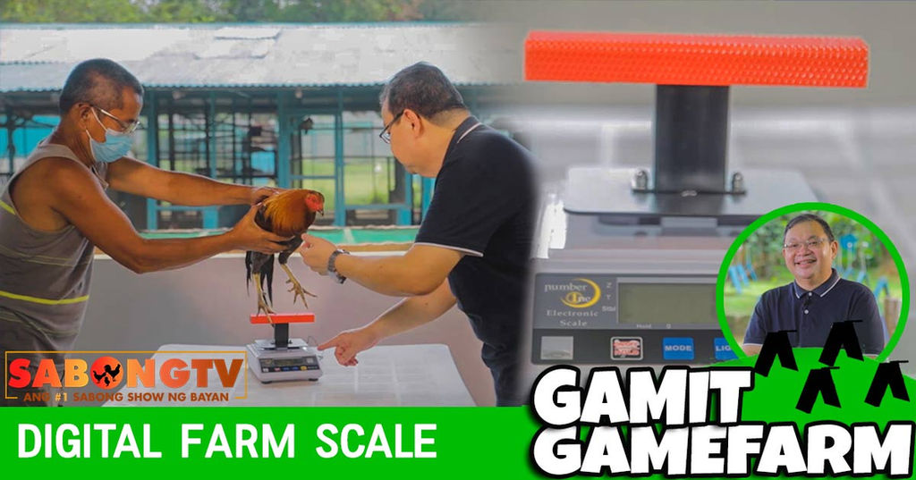 Episode previews of sabong, cockfighting and gamefowls | SabongTV