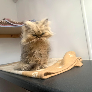 Woo's Willow Cattery | Boarding Cattery | Mountsorrel Loughborough