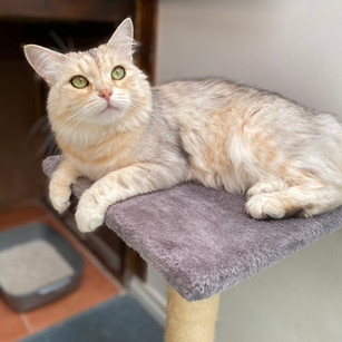 Woo's Willow Cattery | Boarding Cattery | Mountsorrel Loughborough