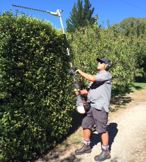 Hedge Trimming