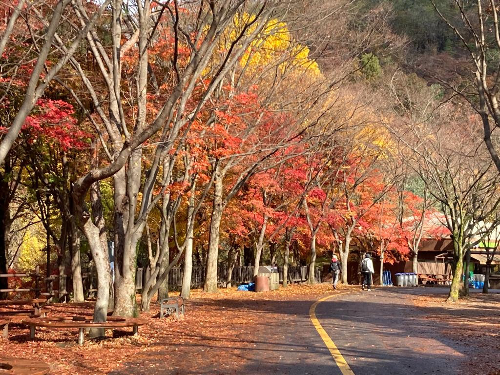 Foliage Fortnight WALKIE TALKIE HIKE, Seoul Grand Park Forest Trail | BASS