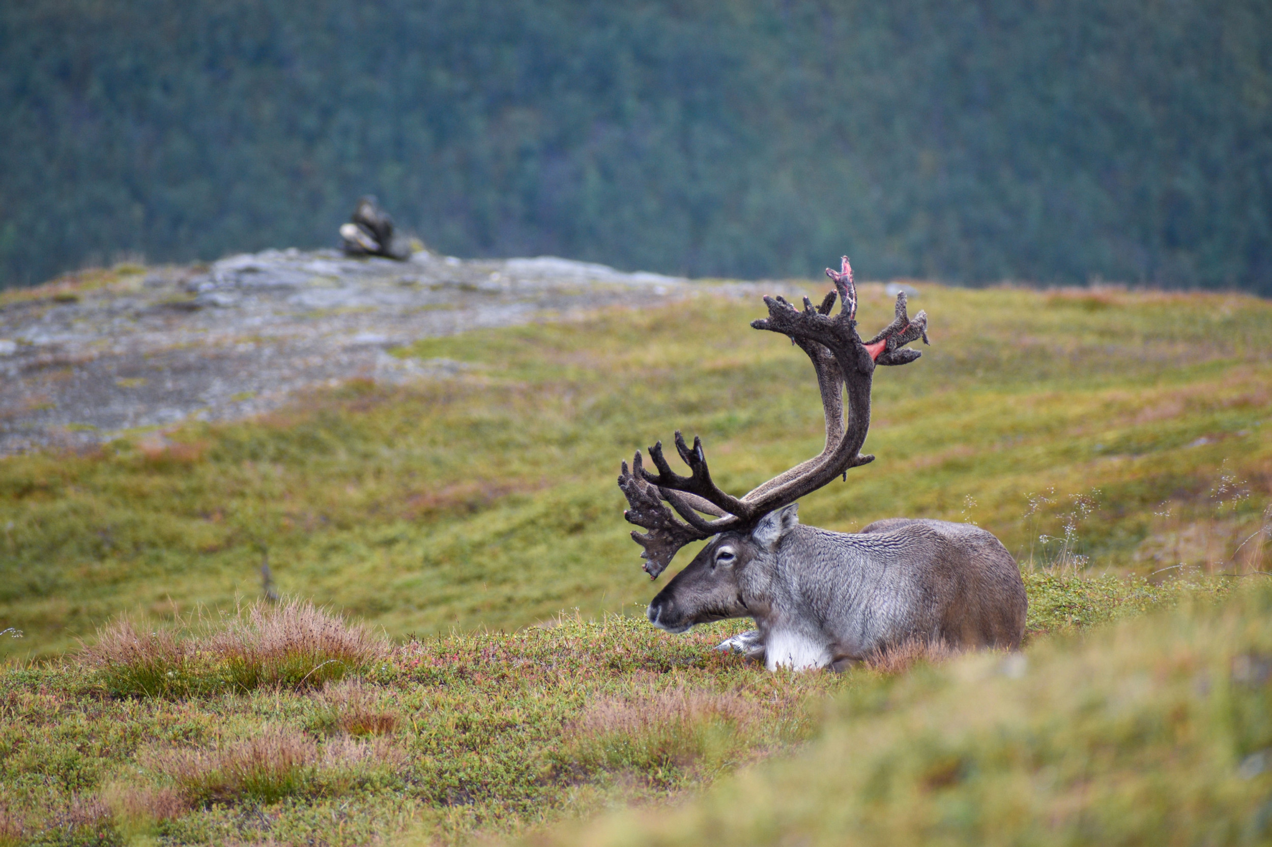 Arctic Wildlife & Fjord sightseeing | Legendary Adventure