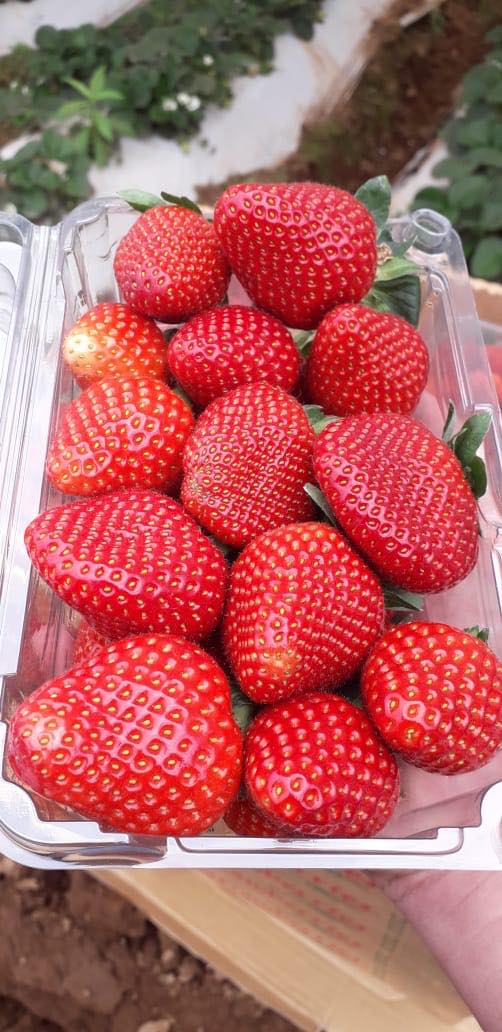ABOUT US | Frontera Produce