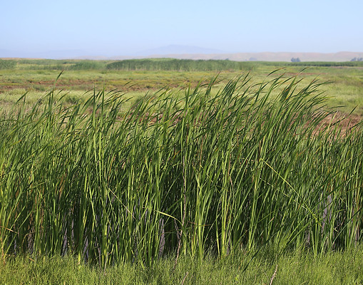 INVASIVE COMMON REED | jh