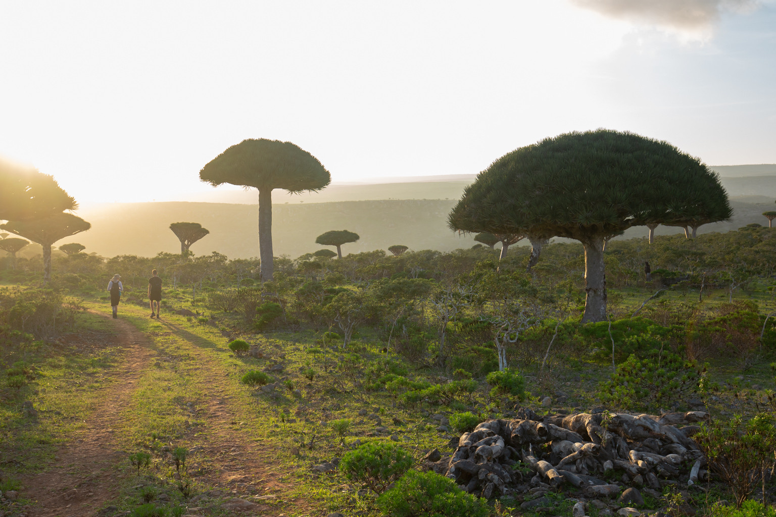 Fauna | Discover Socotra