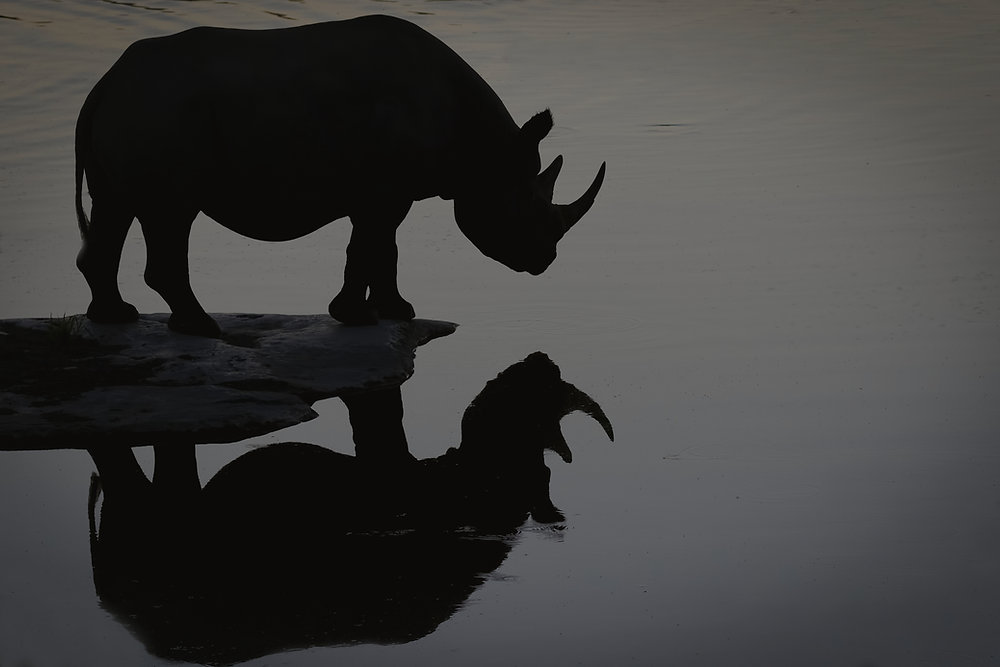 The Sunday Times: Four-year probe cracks rhino-poaching gun racket