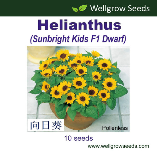 Helianthus (Sunbright Kids F1 Dwarf) | Indoor Farm