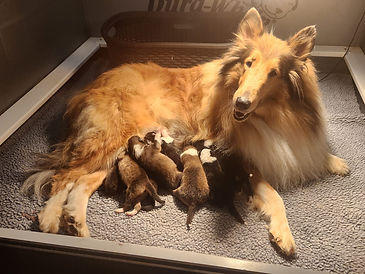 Our Girls | Garlind Ridge Collies (WISCONSIN)