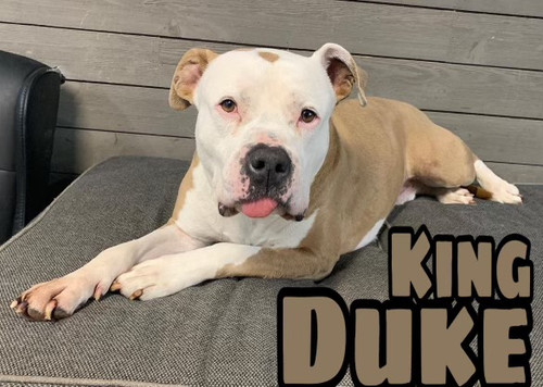 Sponsor Duke | Pitbulls & Addicts