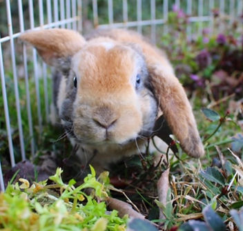 Mini Push Lops - Ellie's Rabbitry - Kentucky
