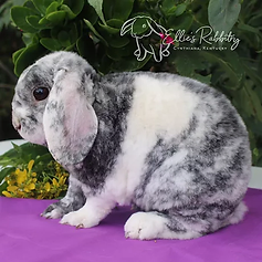 Meet Our Mini Plush Lops - Ellie's Rabbitry