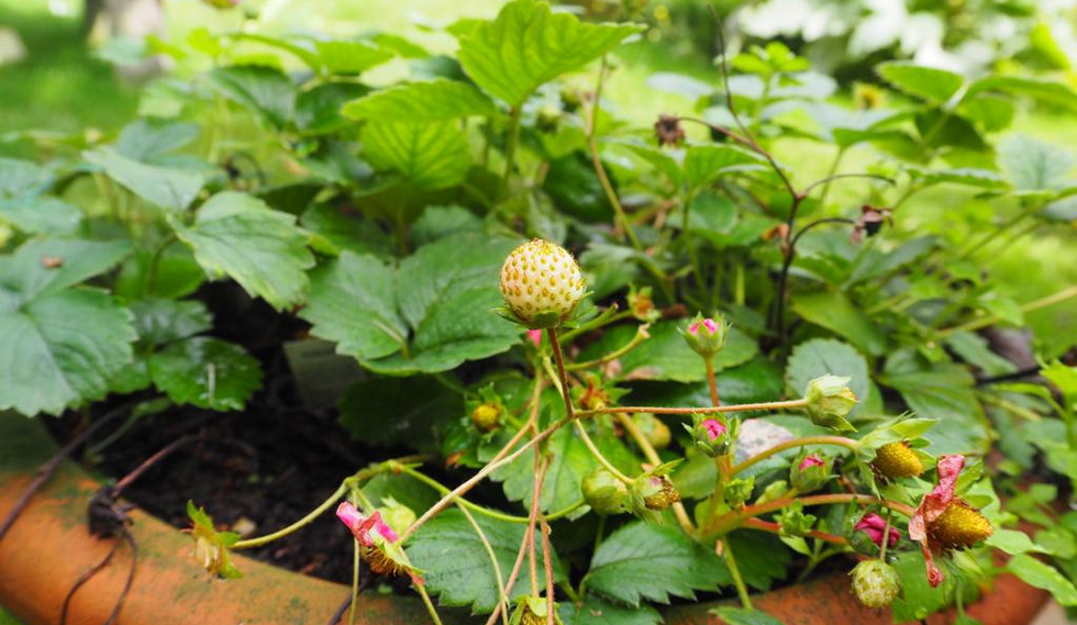 TRIFFIDS | PLANT SPECIALISTS