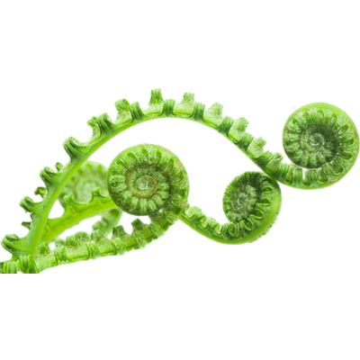 TRIFFIDS | PLANT SPECIALISTS