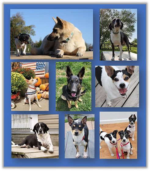 Rescue Work | Camp Merricks