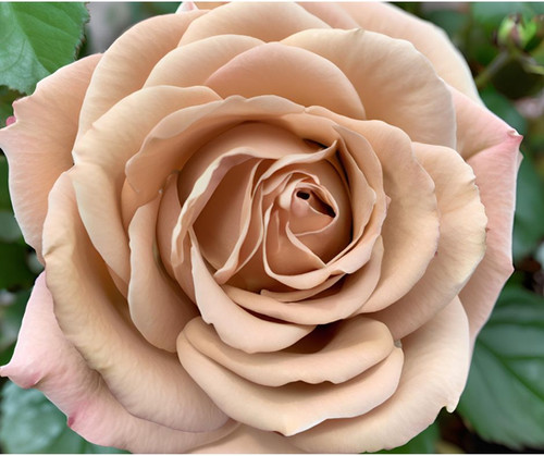 Rosa 'Mocha Rose' (Hybrid Tea) | Usk Valley Roses