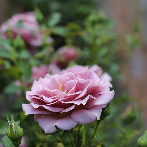 Rosa 'Koko Loco' (Floribunda) | Usk Valley Roses