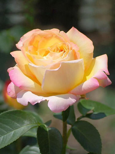 Rosa 'Peace' (Hybrid Tea) | Usk Valley Roses