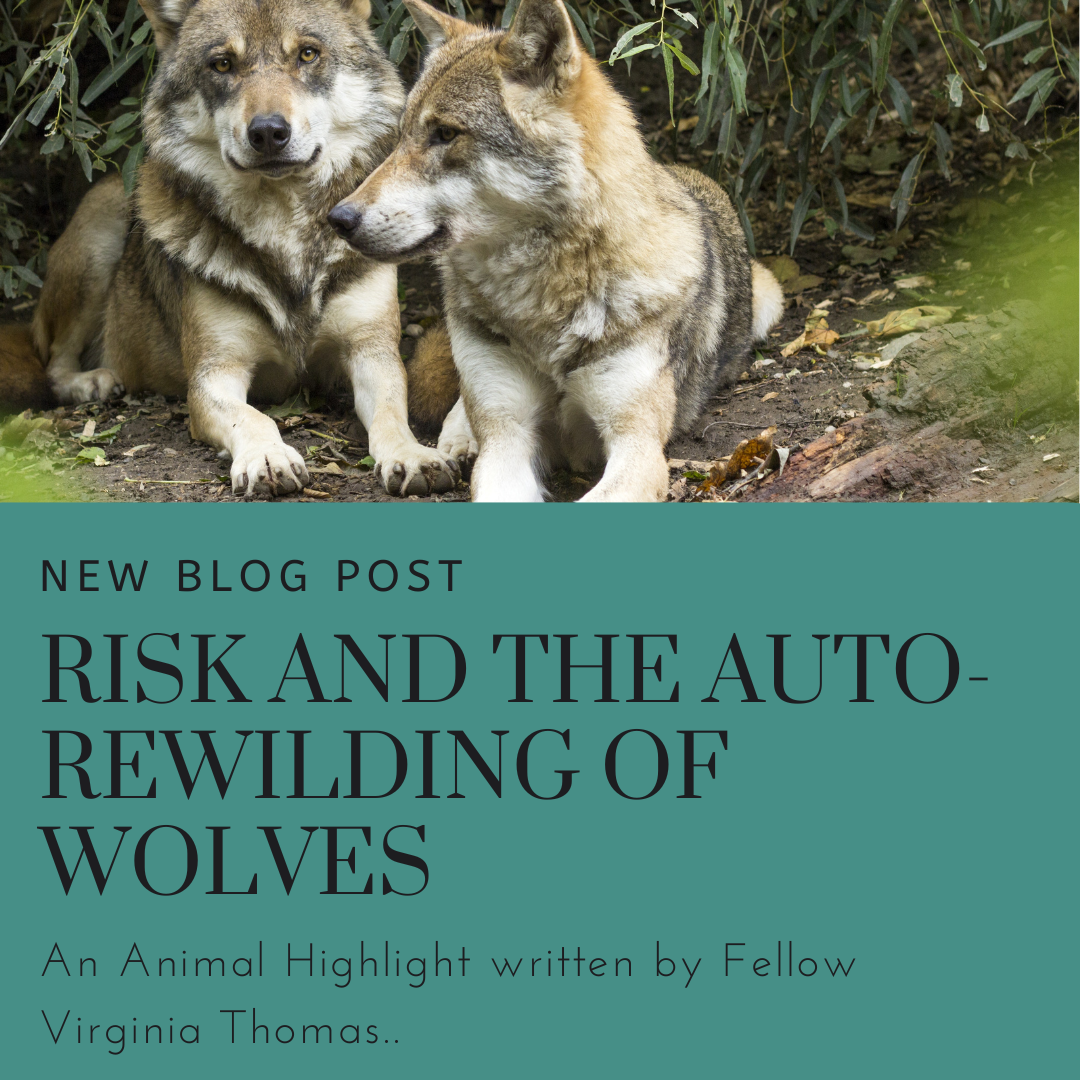 Risk and the Auto-Rewilding of Wolves