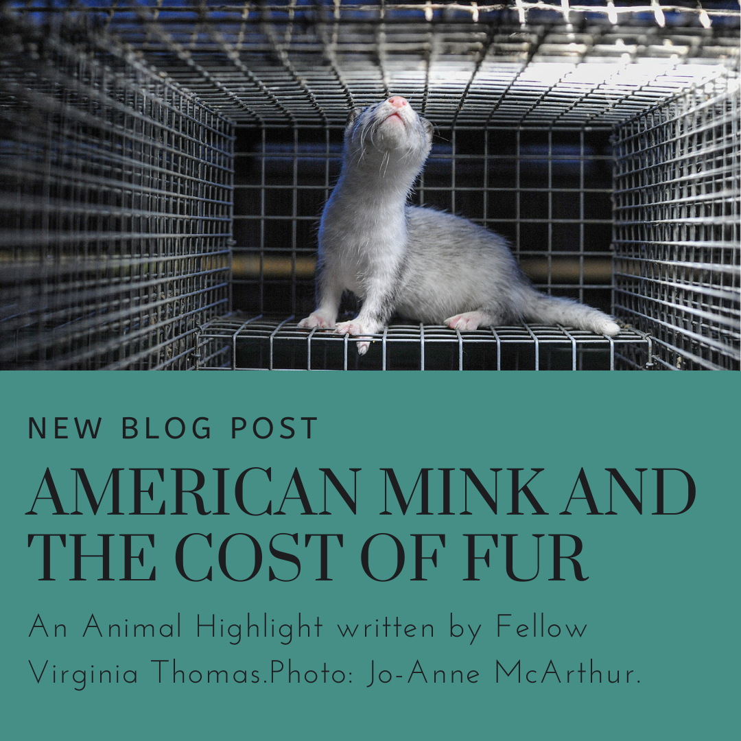 American Mink and the Cost of Fur