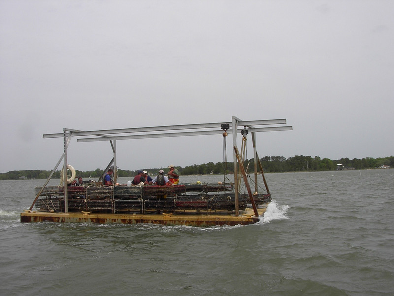 Gallery | Shellfish Growers of Virginia