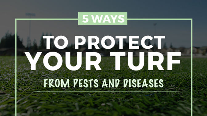 5 ways to protect your turf from pests and diseases