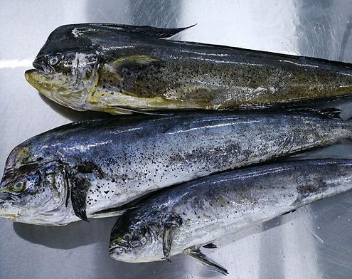 is mahi mahi a freshwater fish