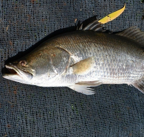 Frozen and fresh Barramundi Koral Bhetki fish at Fresheaven