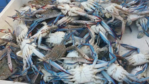 Juicy and delicious frozen Soft-shell Crab, Frozen Soft-shell Crab