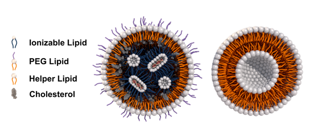 An Introduction to Lipid Nanoparticles (LNP)