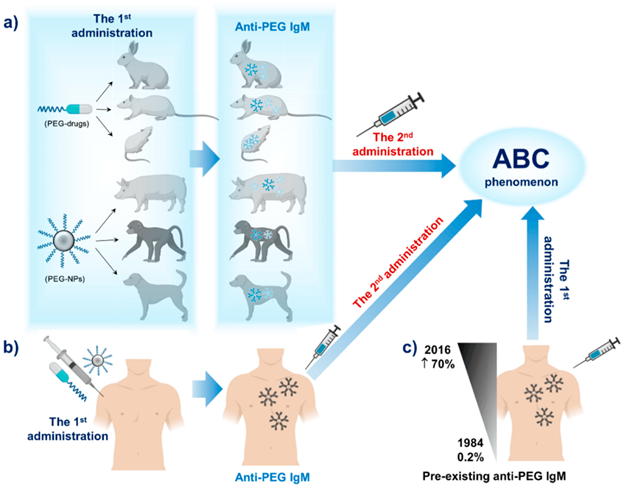 PEG in Lipid Nanoparticle (LNP) Formulations: Addressing Challenges