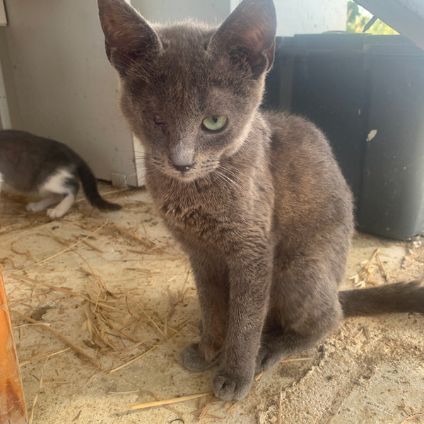 Gallery | Angelina Cat Sanctuary