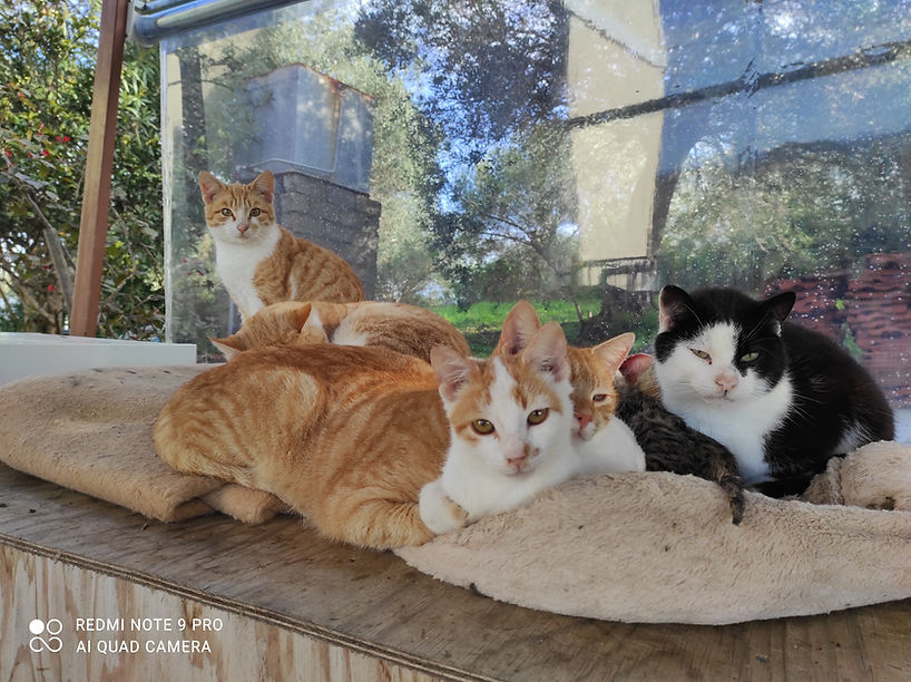 Get involved | Angelina Cat Sanctua