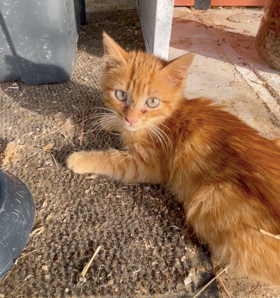 Get involved | Angelina Cat Sanctua