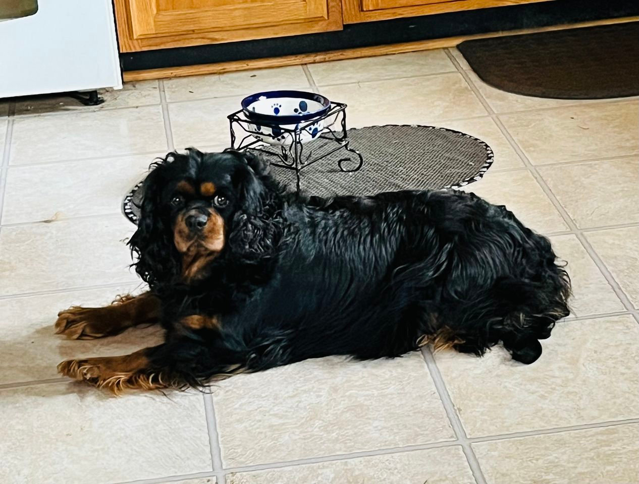 Amanda-Adopted! | Cavalier Rescue Coal
