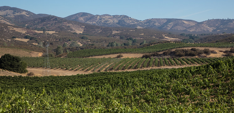 Cultivating Chalone AVA Wine Grapes | Rodnick.farm