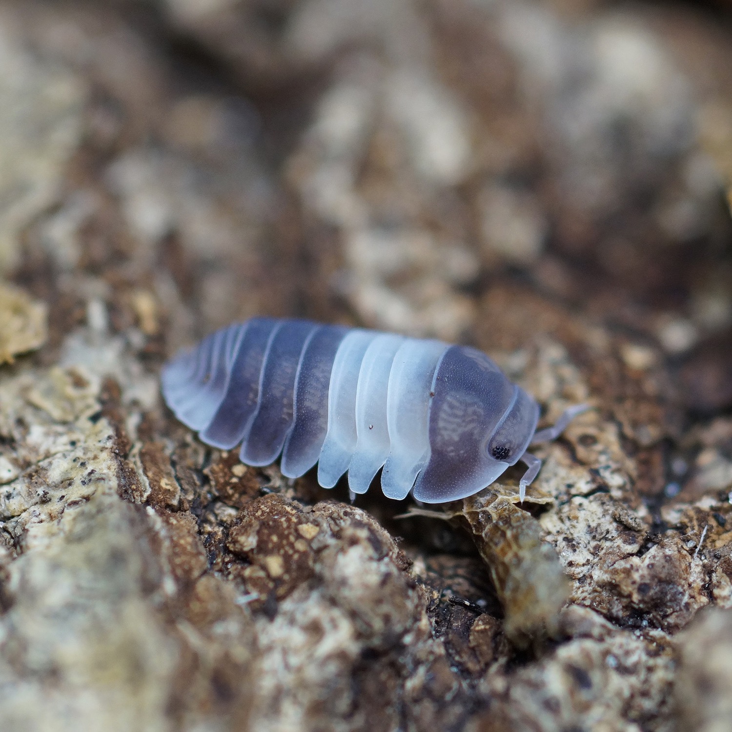 Home & Living Home Décor Insects small Panda King Isopod Oil Painting ...