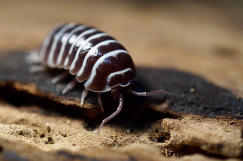 A. maculatum "Zebra" | Isopod Source