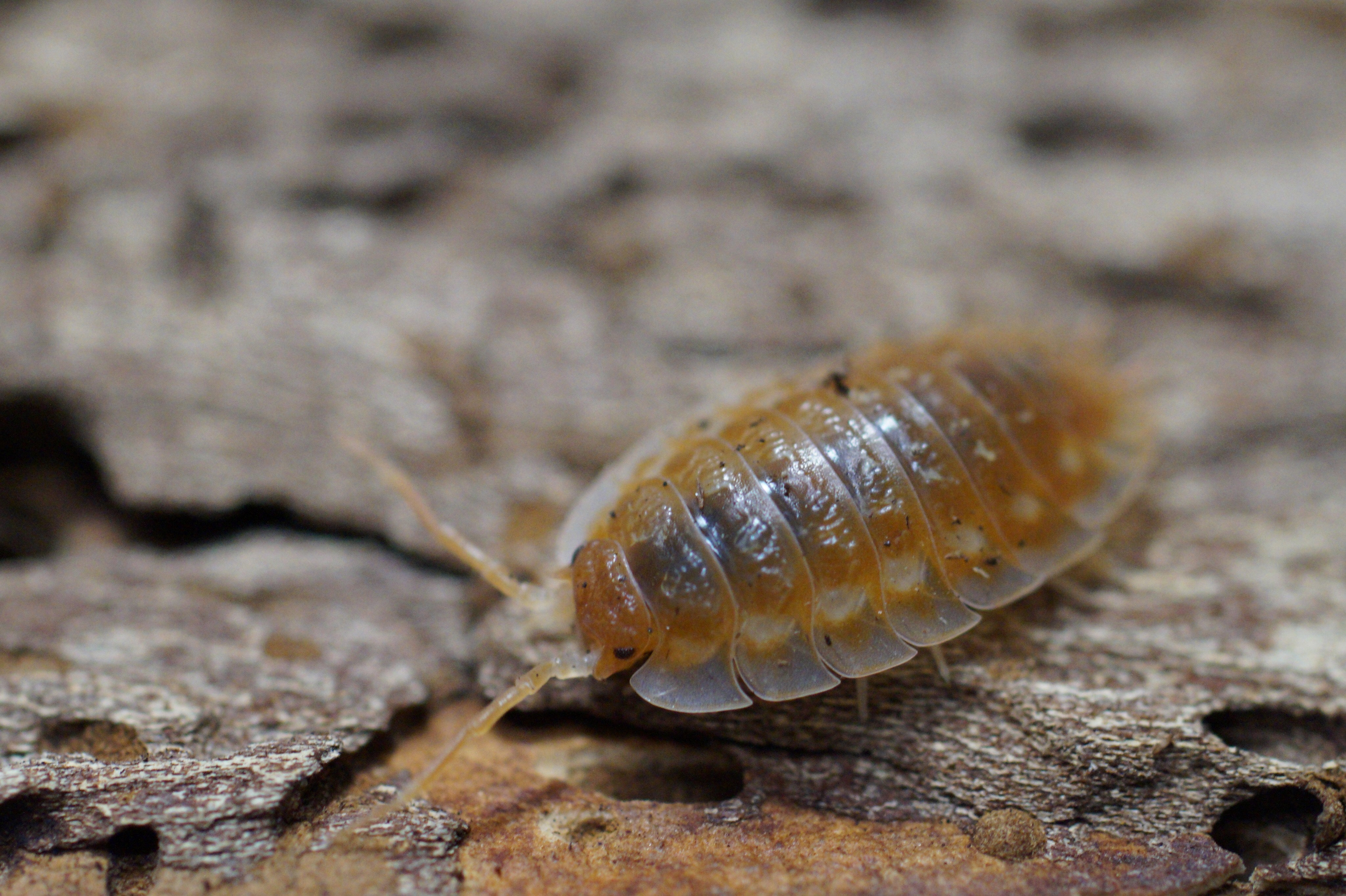 O. asellus “BC Maple” | Isopod Source