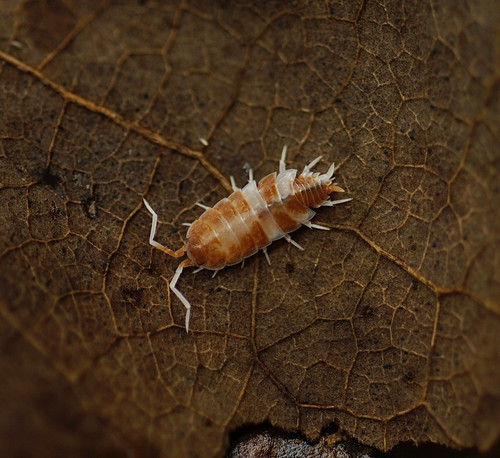 Porcellionides Pruinosus “Red Koi” | Isopod Source
