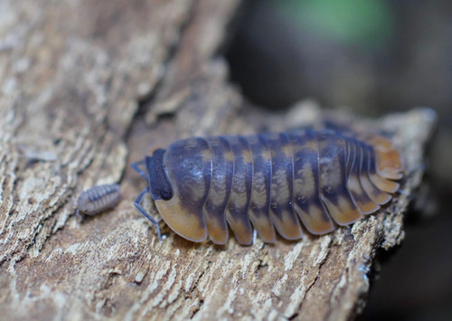 Cubaris Wang Lung Tiger | Isopod Source