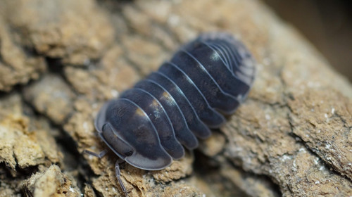 Cubaris “Angry Monk” | Isopod Source