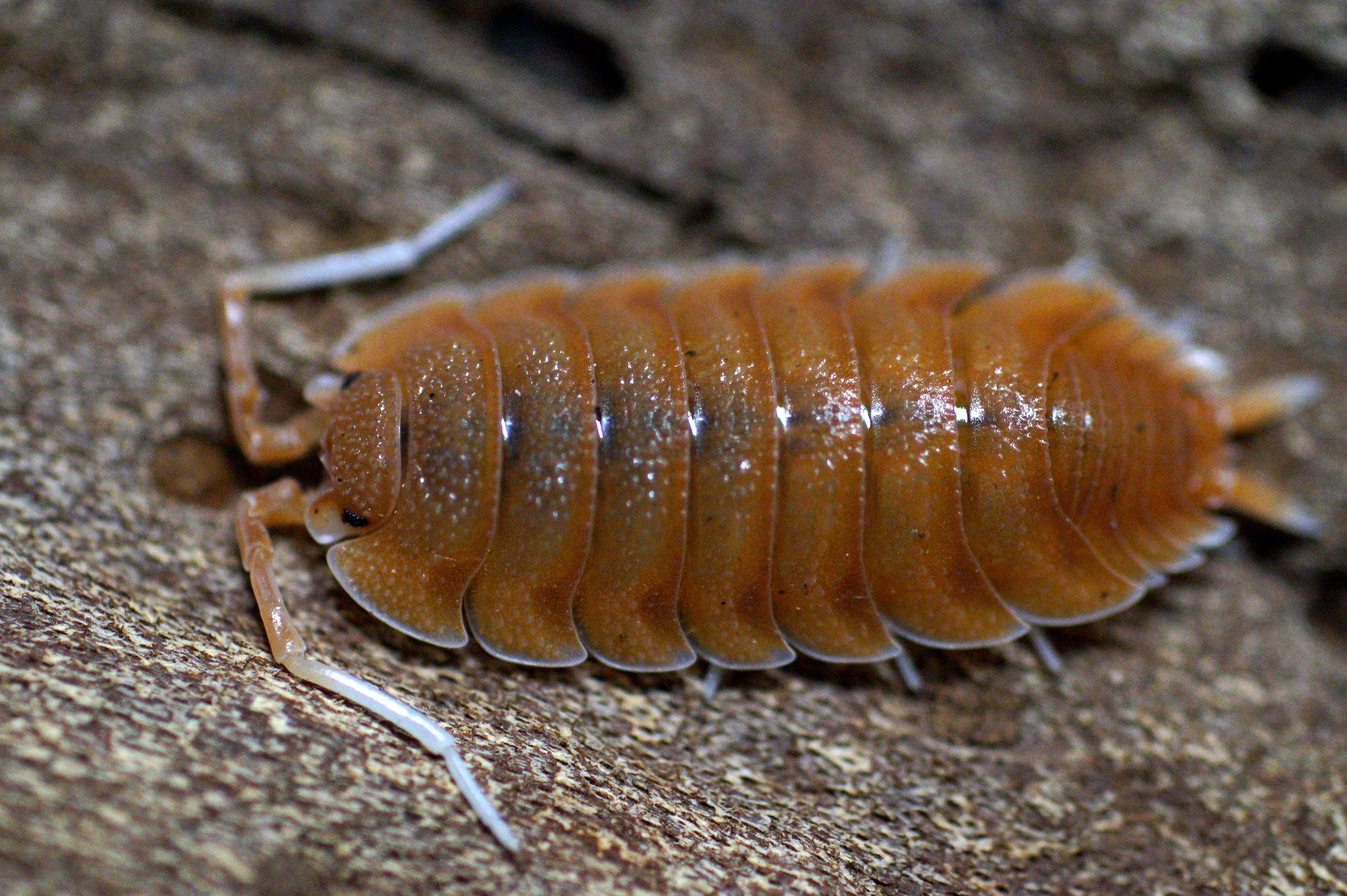 P. magnificus | Isopod Source