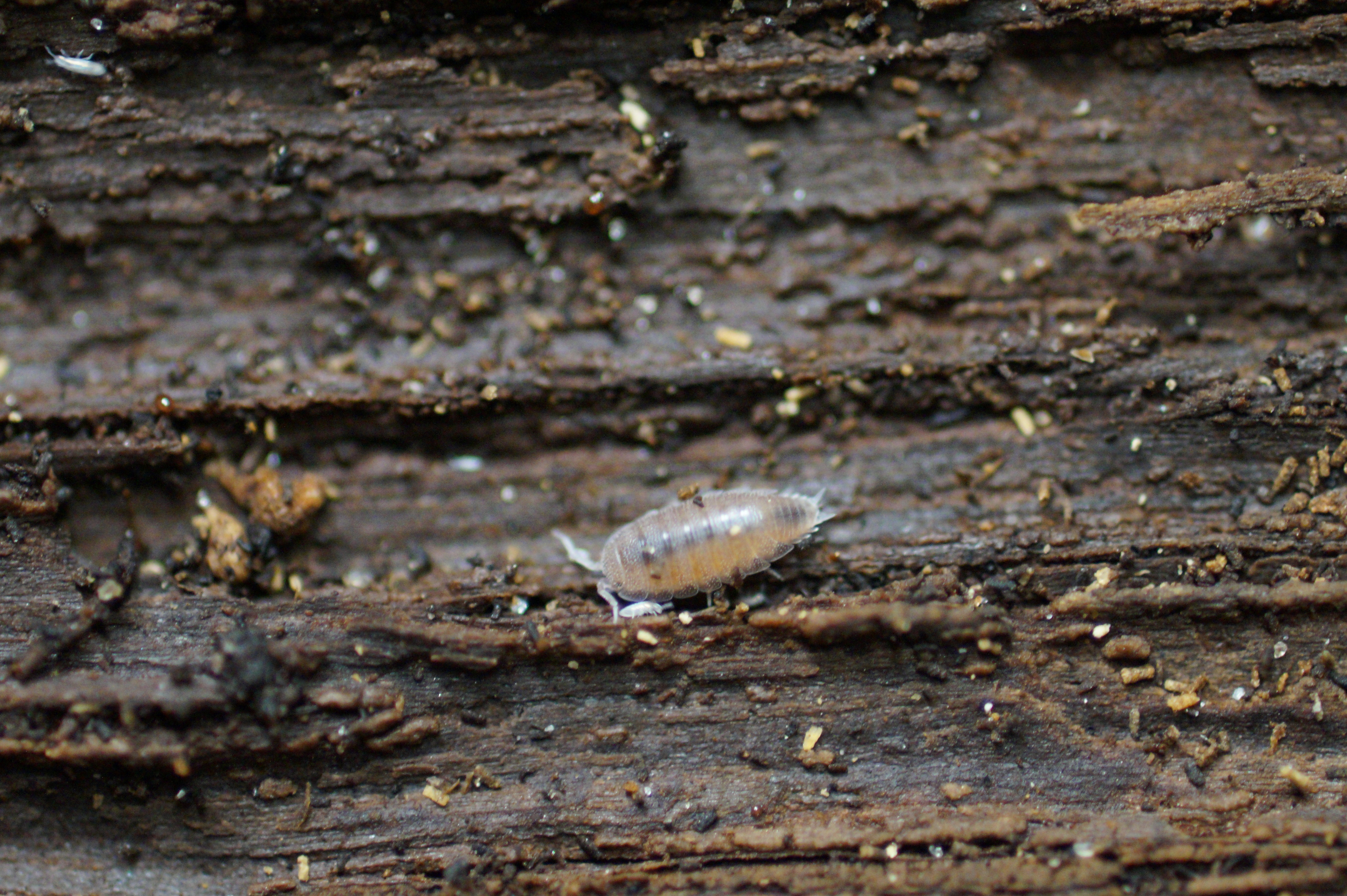 Isopoda Sp "Dwarf Purple" | Isopod Source