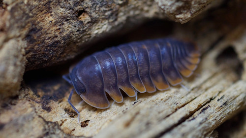 Cubaris sp Red Edge | Isopod Source