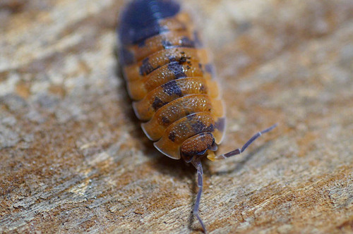 Porcellio scaber “Lava” | Isopod Source