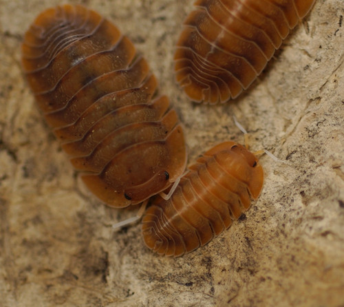 Troglodillo Sp. Sunset | Isopod Source